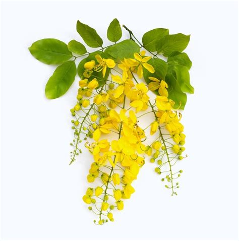 Premium Photo Cassia Fistula Flower On White Background