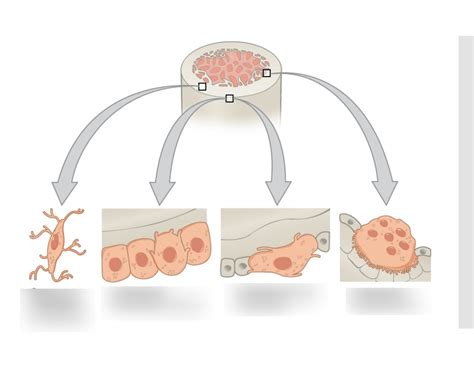 Bio 1100 Diagram Quizlet