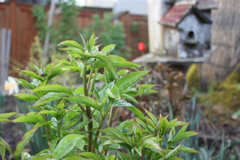 Gardening And Reggio Inspired Provocations Love Laughter And Literacy