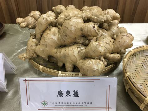 種薑帶菌產量恐減5成 種苗場健康種薑生產體系降生產風險 農傳媒