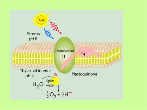 The Light Dependent Reaction PPT