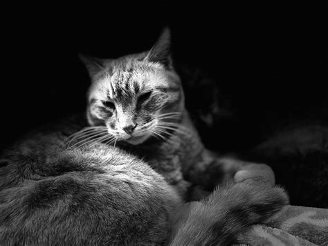 Plus One B C He Is A Polydactyl Scrolller