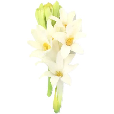 Tuberosa Perfumistico Perfumistico A Casa Do Perfumista