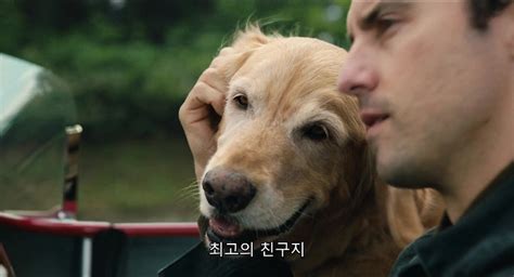 코미디 레 이 싱 인 더 레 인 감동 신작 케 빈아 만 다 초고화질 자체자막