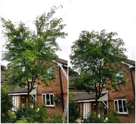Tree Reduction Manchester Treestyle Arboriculture