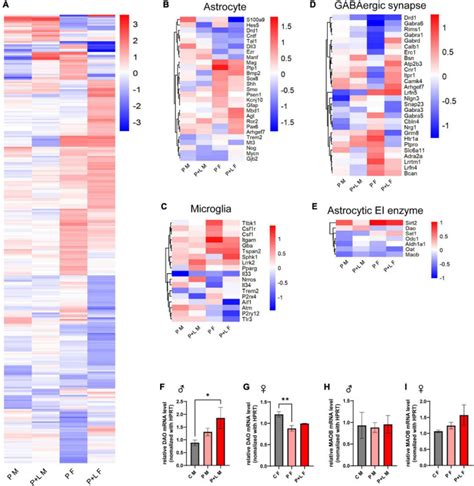 Maternal Lead Exposure Induces Sex Dependent Cerebellar Glial
