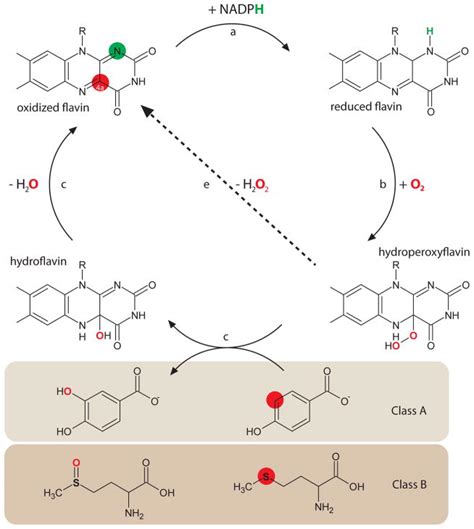 Regulated Methionine Oxidation By Monooxygenases Pmc