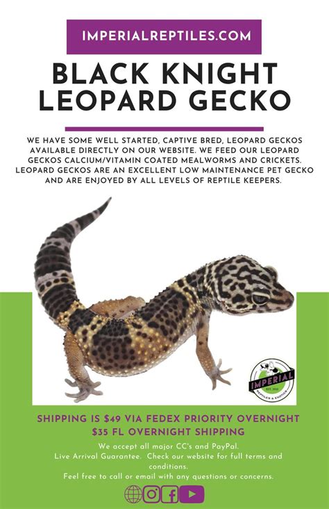 Black Knight Leopard Gecko