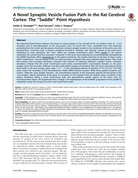 Pdf A Novel Synaptic Vesicle Fusion Path In The Rat Cerebral Cortex