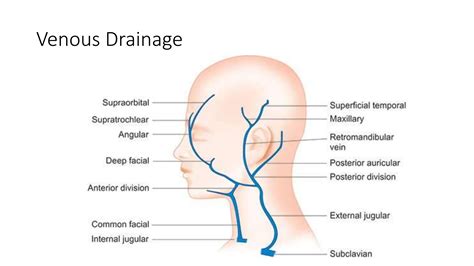 Anatomy Of Scalp Temple And Face Copy Pptx