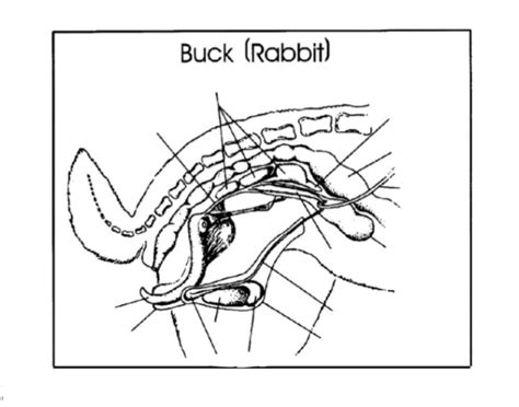 Male Rabbit Reproductive Anatomy Quiz