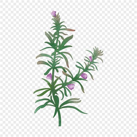 로즈마리 벡터 이미지 사진 및 Png 일러스트 무료 다운로드 Lovepik