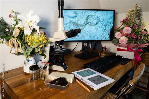 Home Lab Testing Soil Samples For Soil Life Biology Microorganisms In Compost With A Microscope