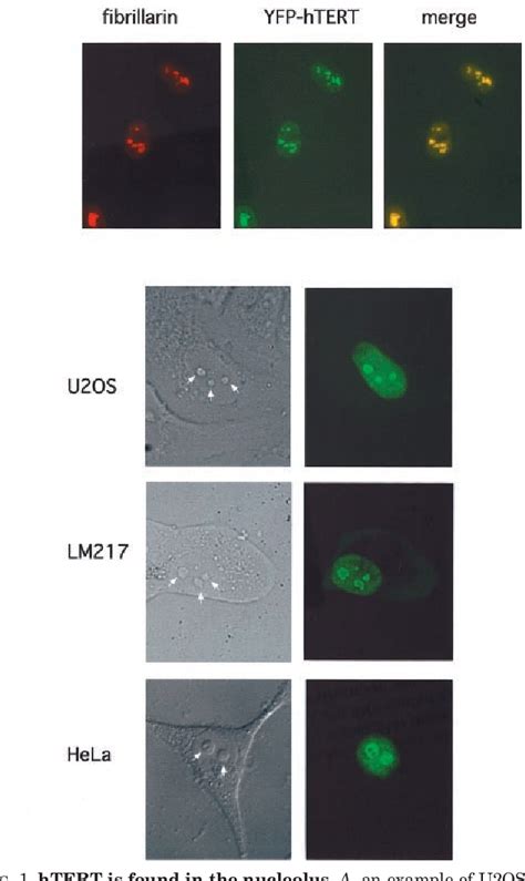 Figure 1 From The Nucleolar Localization Domain Of The Catalytic