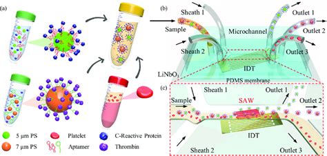 Schematic Of Acoustofluidic Separation Of Proteins From Platelets In Download Scientific