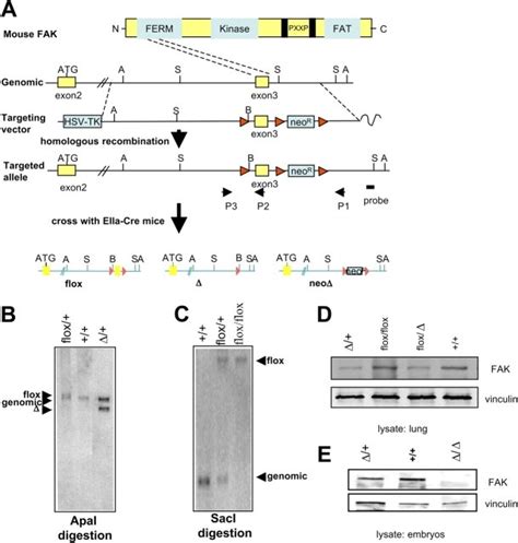 Generation Of The Floxed And Total Deletion Fak Allele A Schematic