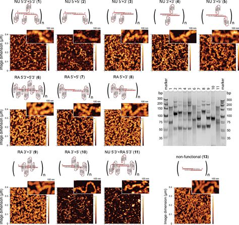 Immunostimulation Of Fibrous Nucleic Acid Nanoparticles Can Be