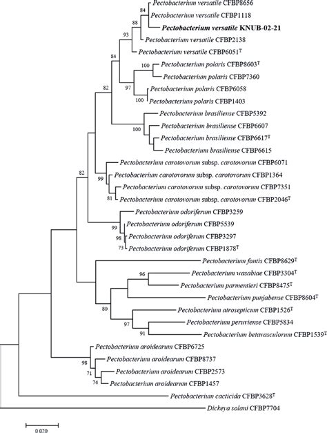 Maximum Likelihood Phylogenetic Tree Based On Concatenated Partial