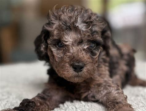 Common Cavapoo Behavior Problems And How To Fix Them