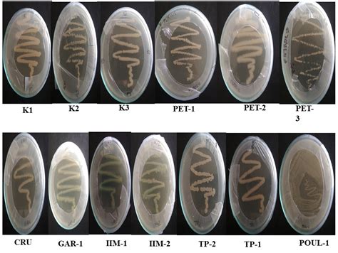 Screening And Characterization Of Biosurfactant Producing Strains In