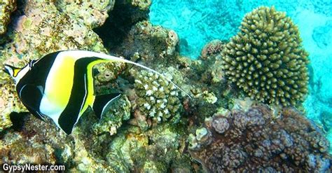 Angelfish On The Great Barrier Reef Queensland Australia See More