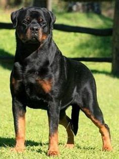 Giant German Rottweilers Big Head Rottweiler Rottweiler Puppies Rottweiler Puppies For Sale