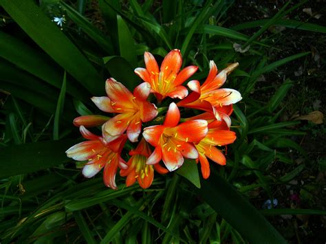 Безплатна снимка : растение, цвете, венчелистче, пролет, флора, daylily ...