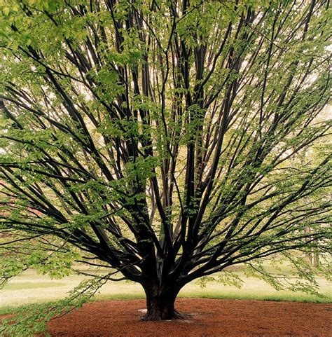 Required Reading New York City Of Trees By Benjamin Swett Gardenista