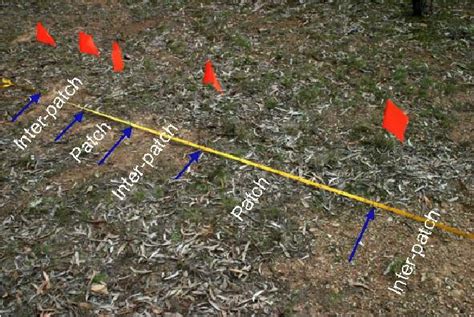 Section Of A Monitoring Transect Showing The Patchinter Patch Boundaries Download Scientific