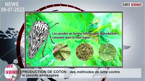 Production De Coton Des Méthodes De Lutte Contre Le Jasside Envisagées Youtube