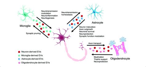 Extracellular Vesicle Mediated Glia Neuron Intercellular
