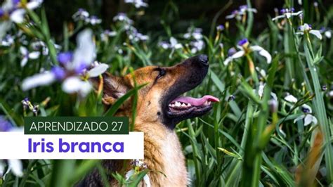 Cuidados Essenciais Para A Planta Iris Branca Actualizado Diciembre 2025