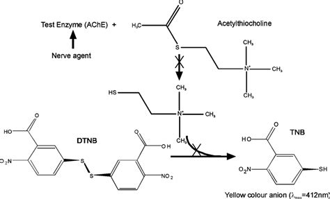 Acetylcholinesterase And Sarin