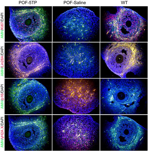 Immunofluorescence Staining Results Of Markers Of Cellular Download Scientific Diagram