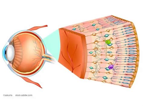 Balwantray C Chauhan Phd Explores In Vivo Functional Imaging Of Single Retinal Ganglion Cells