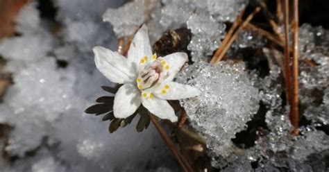 덕유산 국립공원에 핀 너도바람꽃