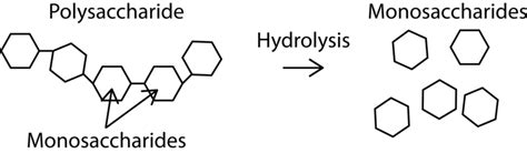 Polymers Structure Properties Types List And Uses