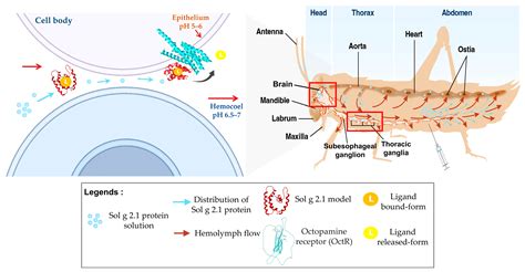 Characterization And Localization Of Sol G 21 Protein From Solenopsis