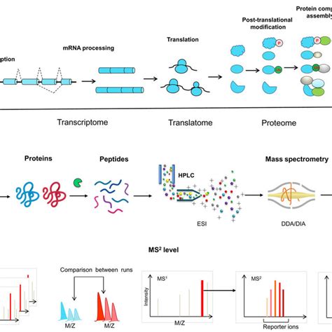 The Functional Diversity And Complexity Of Protein Posttranslational Download Scientific