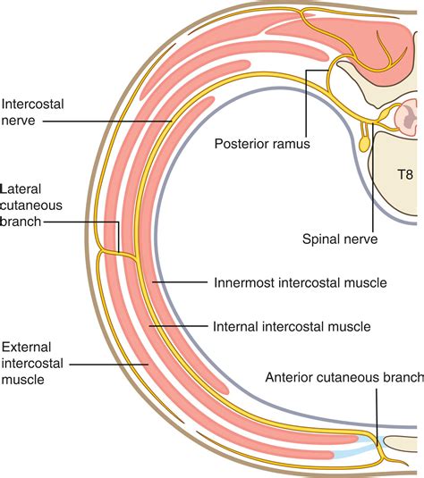 Intercostal Nerves Clinical Tree