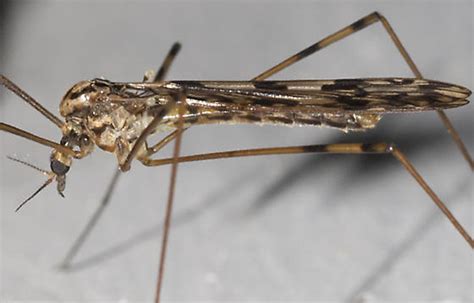 Limoniid Crane Fly Limonia Cinctipes Bugguide Net