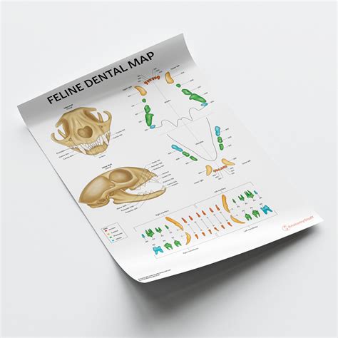 Feline Dental Map Poster Cat Teeth Anatomy Chart Anatomystuff