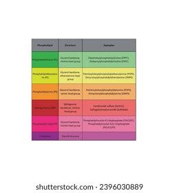Table Showing Phospholipids Types Chemical Structure Stock Vector Royalty Free
