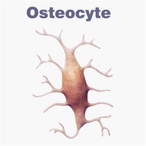 Osteo Cell Anatomy 3d Model Pack