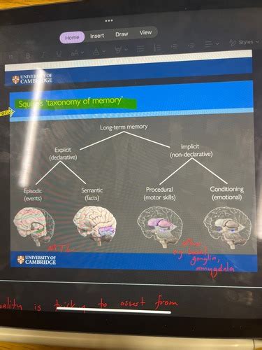 Synaptic Plasticity The Hippocampus Flashcards Quizlet