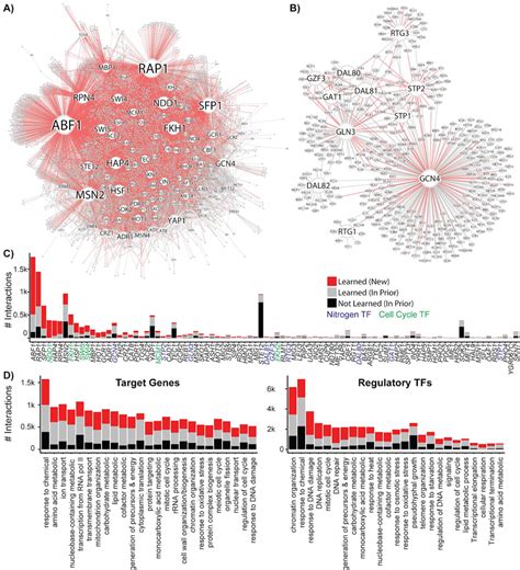 Reconstruction Of A Gene Regulatory Network Identifies New Regulatory