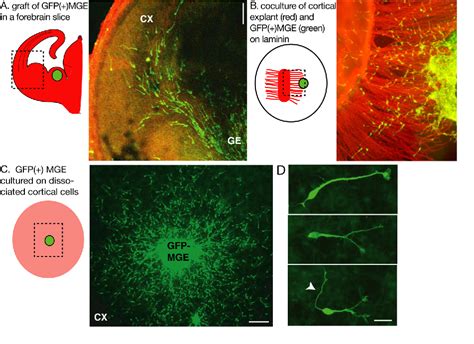 Figure 1 From Nucleokinesis In Tangentially Migrating Neurons Comprises Two Alternating Phases