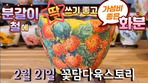 2월21일 분갈이 철에 딱 쓰기 좋고 가성비 좋은 화분 화분 꽃담다육스토리 예쁜화분 화분싸게파는곳 다육식물 多肉植物