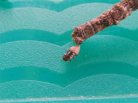 Spittle Bug Insects And Organic Gardening