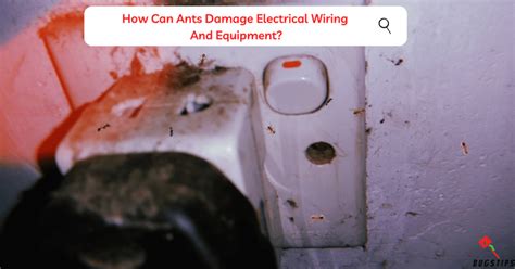 Dealing With Ants In Electrical Outlets A Comprehensive Guide Bugstips